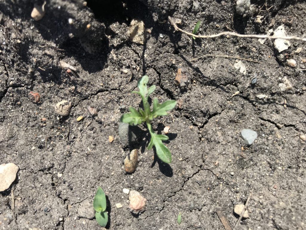 Field Note: Common Ragweed Management | Farm Nutrients